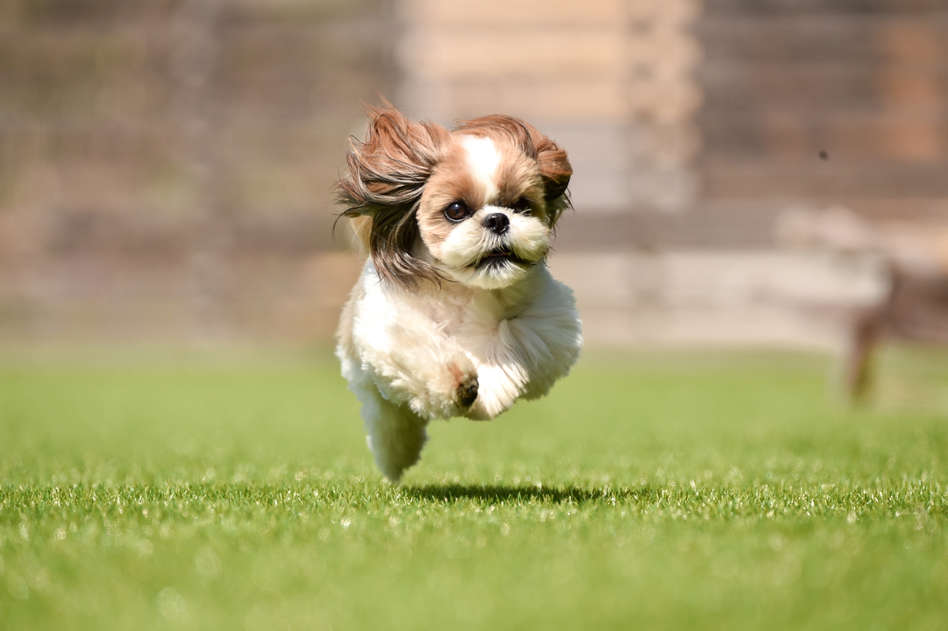 Pytorch:GradCAM - classwiki